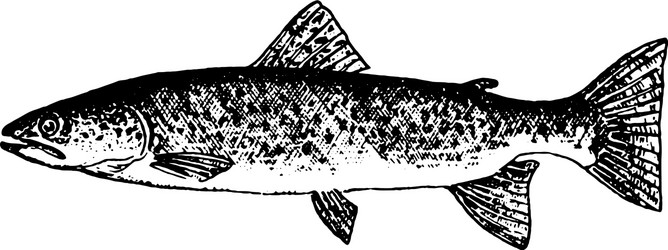 Salmon Jumping Coho Vector Images (65)