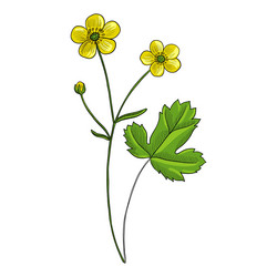 Buttercup Vector Images (over 980)