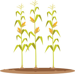Cartoon Corn Stalks