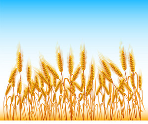 Wheat Field Vector Images (over 28,000)