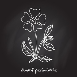 Periwinkle Vinca Flower Vector Images (over 100)