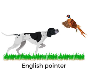 English pointer clipart different poses coat Vector Image
