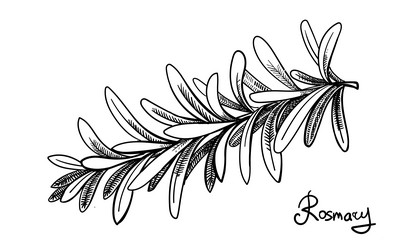 Drawing rosemary Royalty Free Vector Image - VectorStock