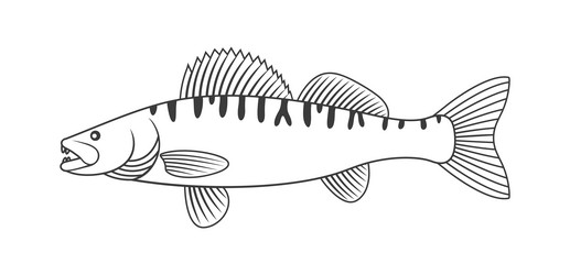 Zander Vector Images (over 230)