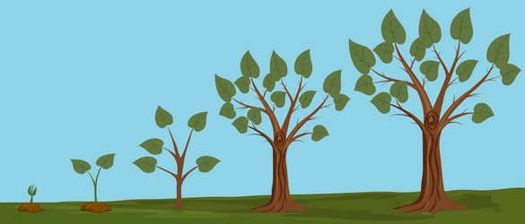 Tree Growing Stages Vector Images (over 920)