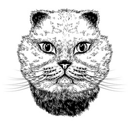 Cat Vector Images (over 330,000)