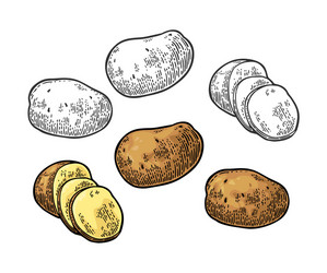 Whole and slice potato vintage engraving Vector Image