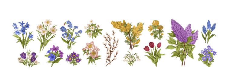 Hepatica flower vintage botanical drawing Vector Image