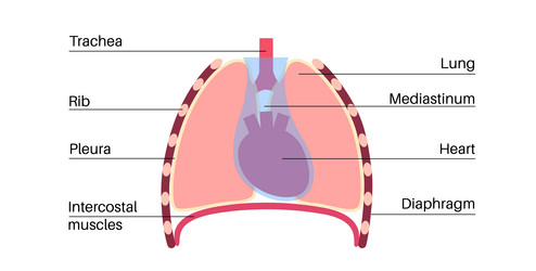 Mediastinum Vector Images (60)