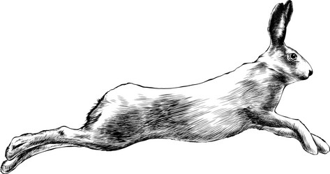 Vintage Rabbit Etching Vector Images (over 180)