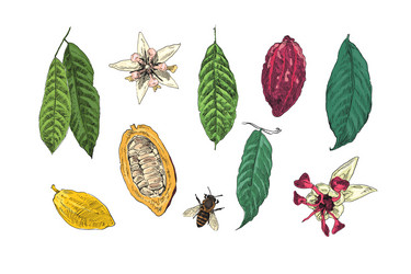 Set cacao leaves beans flowers Royalty Free Vector Image