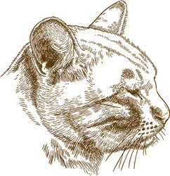 Engraving antique cat Royalty Free Vector Image