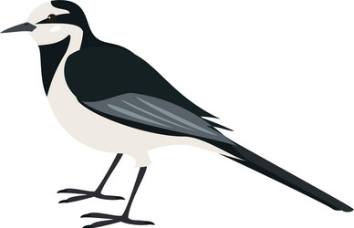 Wagtail Vector Images (over 140)