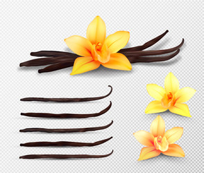 Vanilla detailed icon Royalty Free Vector Image