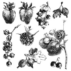 Wild berry seamless pattern drawing hand drawn Vector Image
