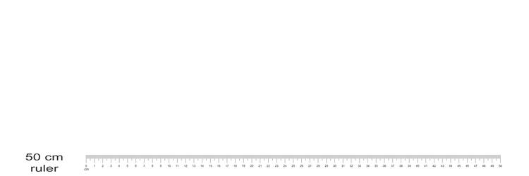 Scale of 5 centimeters ruler with markup Vector Image
