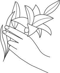 Hand holding flowers outline Royalty Free Vector Image