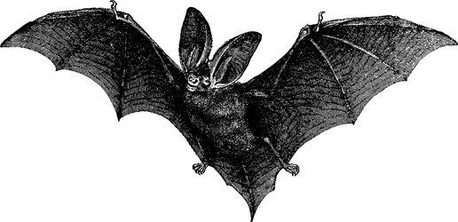 Bat Ears Vector Images (over 600)