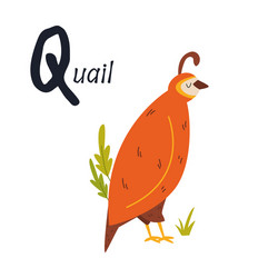 Animal alphabet with quail Royalty Free Vector Image