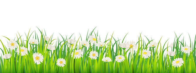 Hello spring flower with grass isolated background