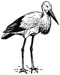 Bird with long legs Royalty Free Vector Image - VectorStock