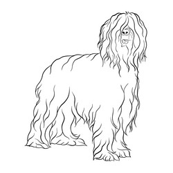 Afaird dog breed doodle style line drawing Vector Image