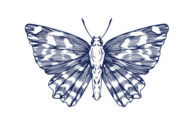 Butterfly drawing in retro vintage style outlined Vector Image