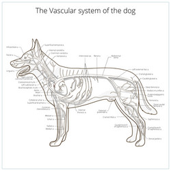 Arterial circulatory system of the dog Royalty Free Vector