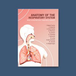 Respiratory flyer design with human anatomy Vector Image