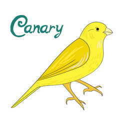 Canary Bird Vector Images (over 1,300)