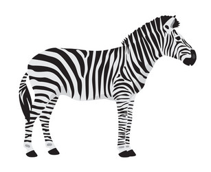 Zebra drawn with ink and hand-colored pop art Vector Image