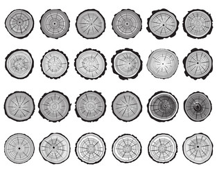 Cross section of trunk Royalty Free Vector Image