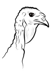 Turkey Head Vector Images (over 1,800)