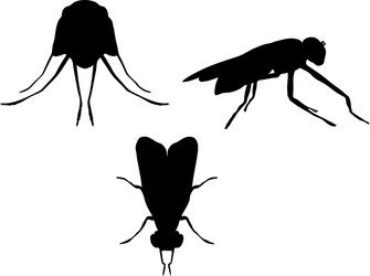 Bug fly silhouette Royalty Free Vector Image - VectorStock