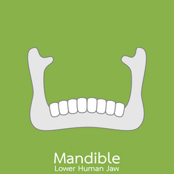 Lower human jaw - mandible Royalty Free Vector Image
