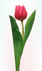 Single Tulip Vector Images (over 860)
