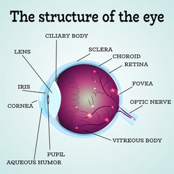Sclera Structure Eye Vector Images (over 120)