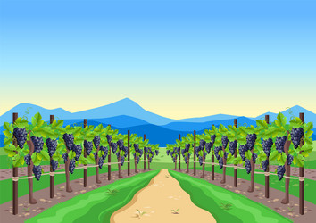 Vineyard Royalty Free Vector Image - VectorStock