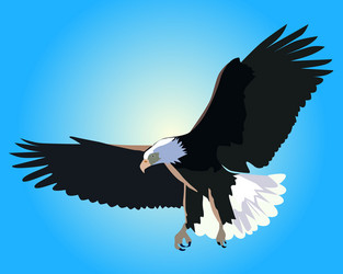 Eagle at sunset Royalty Free Vector Image - VectorStock