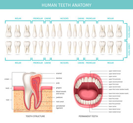 Human teeth chart Royalty Free Vector Image - VectorStock