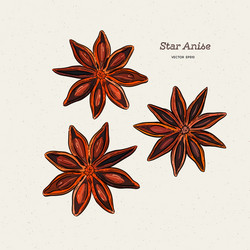 Contour drawing of anise on the backdrop of circle