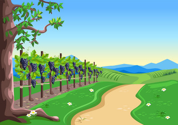 Vineyard Royalty Free Vector Image - VectorStock