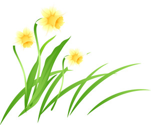 Watercolor daffodil march birth month flower Vector Image