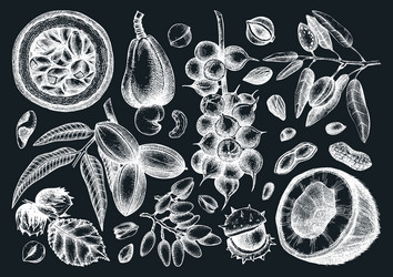 Hand drawn nut wreath design Royalty Free Vector Image