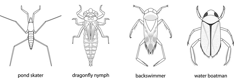 Water Boatman Drawing