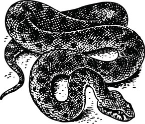 Coiled Snake Vector Images (over 1,700)