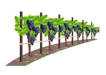 Vineyard Vector Images (over 23,000)