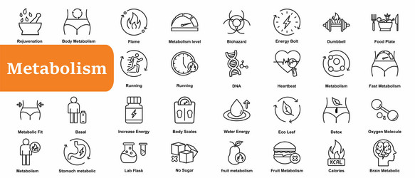 Metabolism notion Royalty Free Vector Image - VectorStock