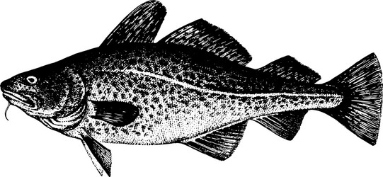 Cod Fish Vector Images (over 3,300)