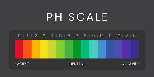 Skin ph value scale chart for normal dry and oily Vector Image